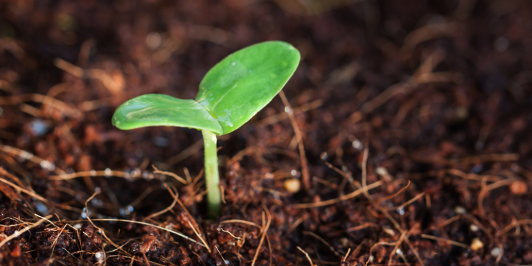 Seed Funding For African Startups: What Is It And How To Get It?